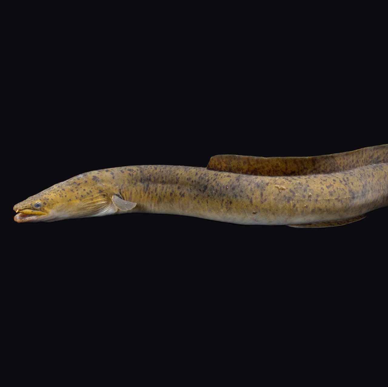 Fish, Sharks & Rays – Barwon Bluff