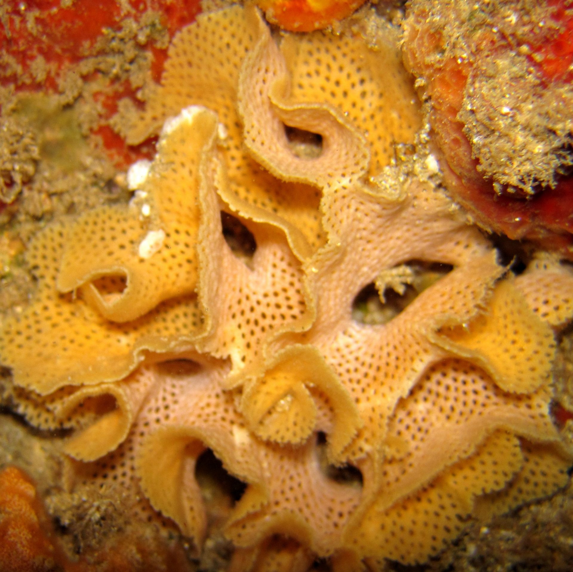 Marine Habitats – Barwon Bluff