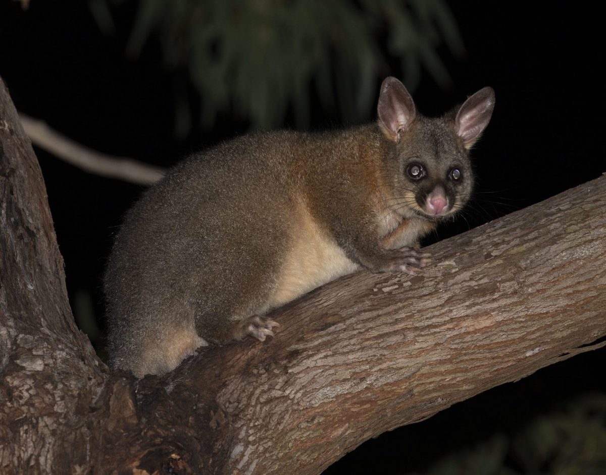 Mammals – Brushtail Possum – Barwon Bluff
