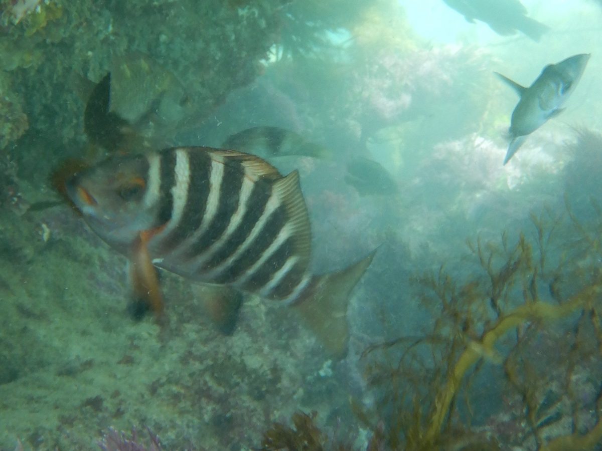 Fish – Banded Morwong – Barwon Bluff