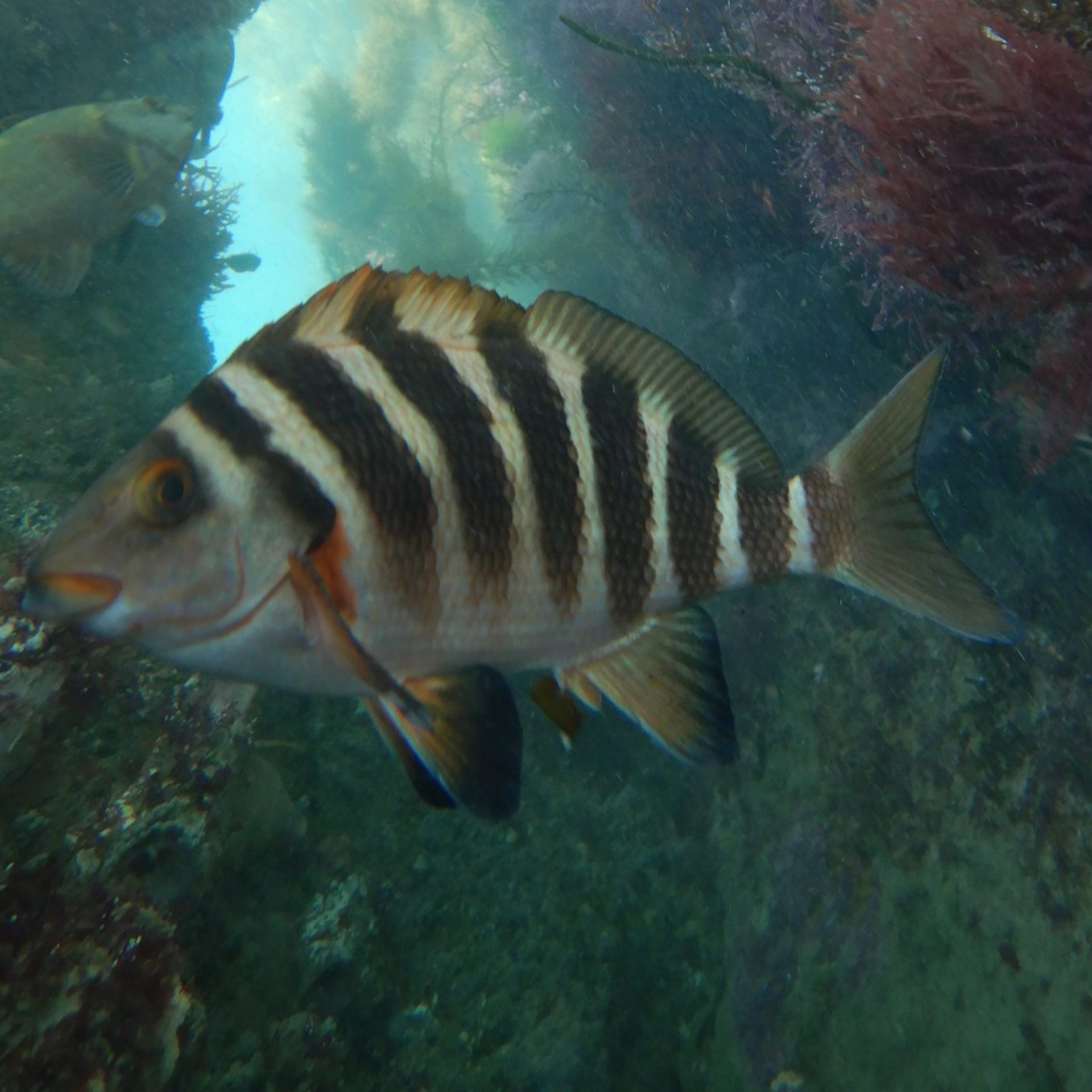 Fish – Banded Morwong – Barwon Bluff