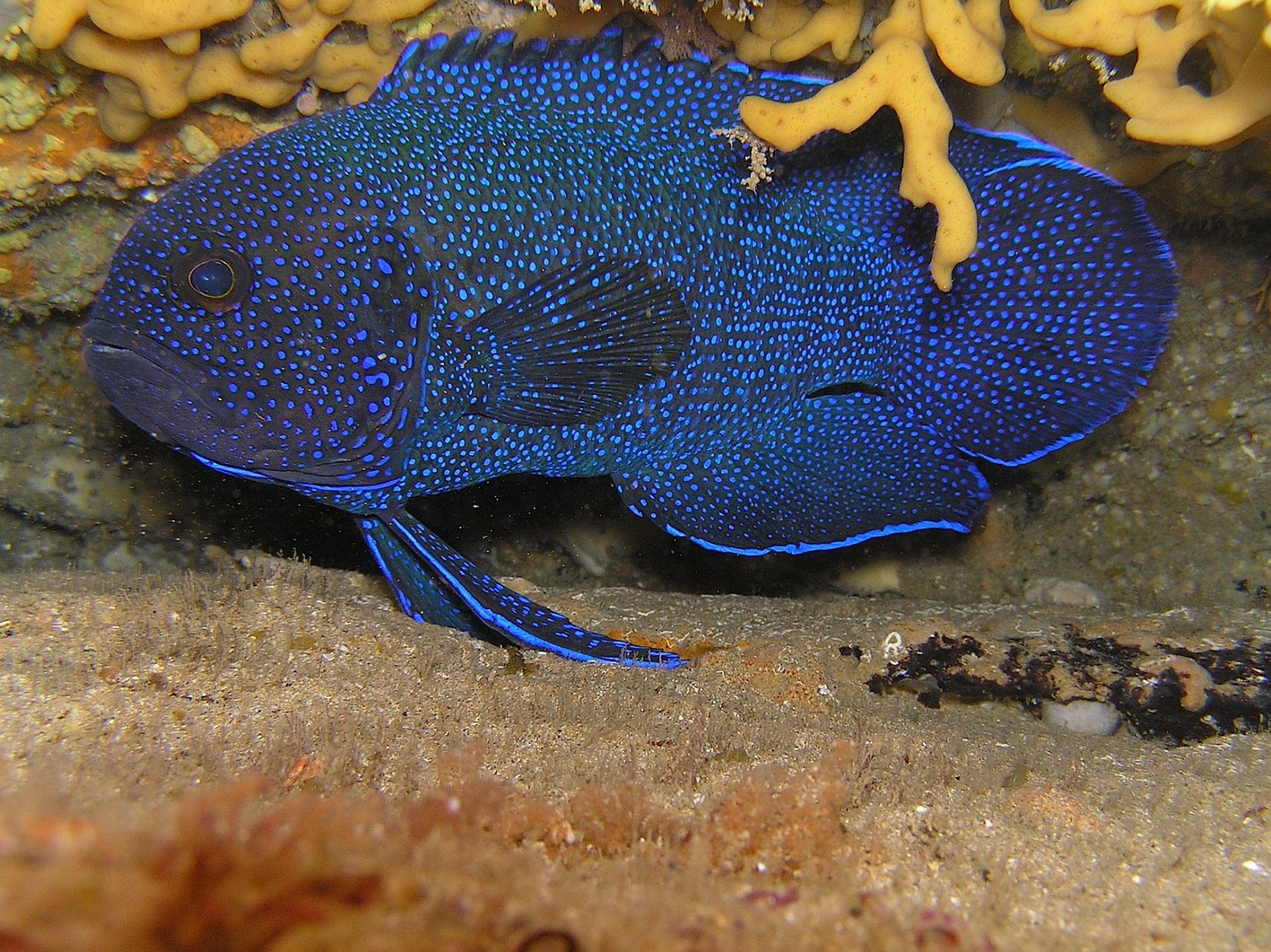 Fish – Western Blue Devil – Barwon Bluff