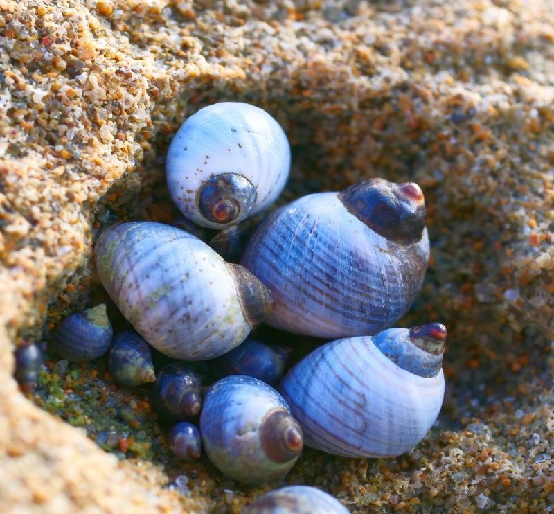 Molluscs – Blue Periwinkle – Barwon Bluff