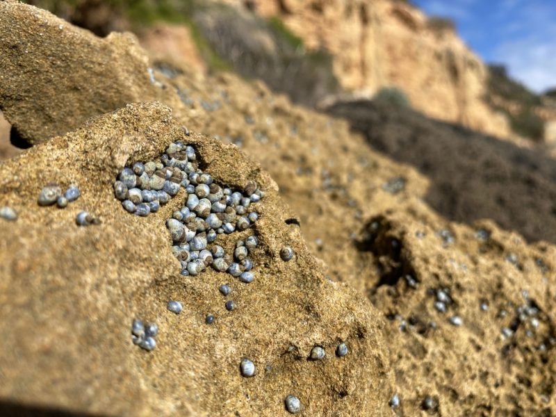 Molluscs – Blue Periwinkle – Barwon Bluff