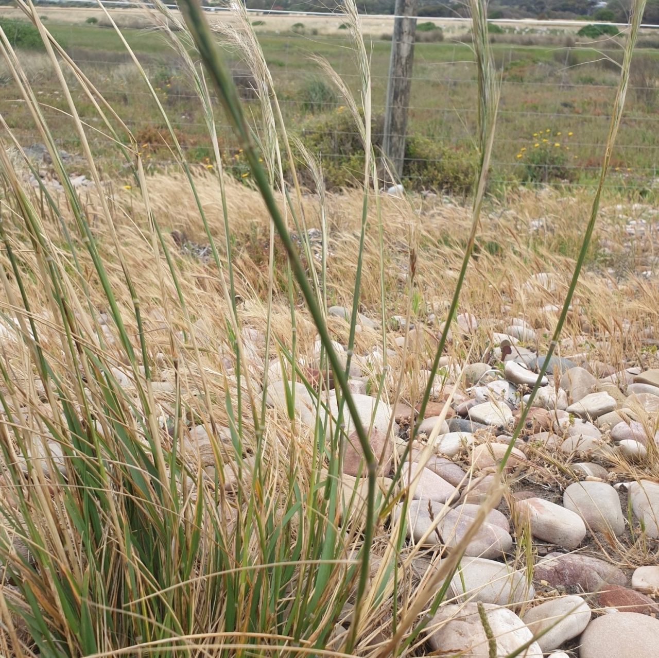 Plant – Coast Spear-grass – Barwon Bluff