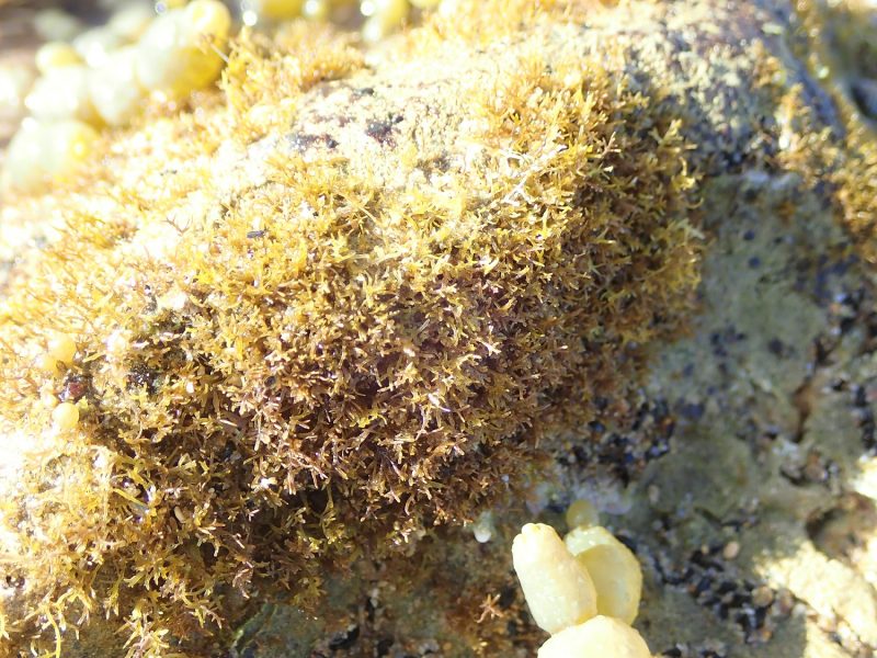 Algae – Red Turf Algae – Barwon Bluff