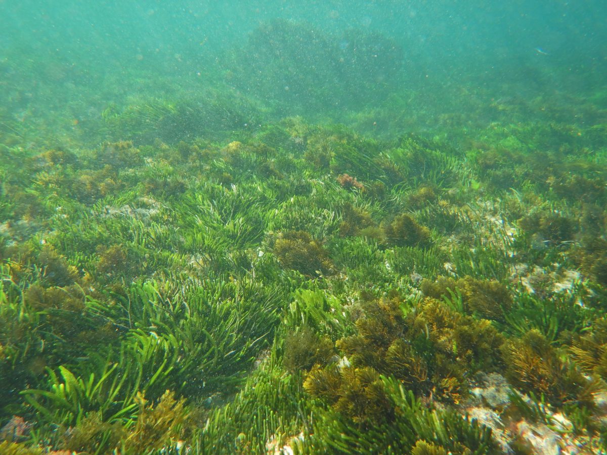 Algae – Brown’s Caulerpa – Barwon Bluff