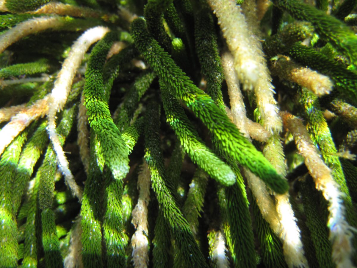 Algae – Brown’s Caulerpa – Barwon Bluff