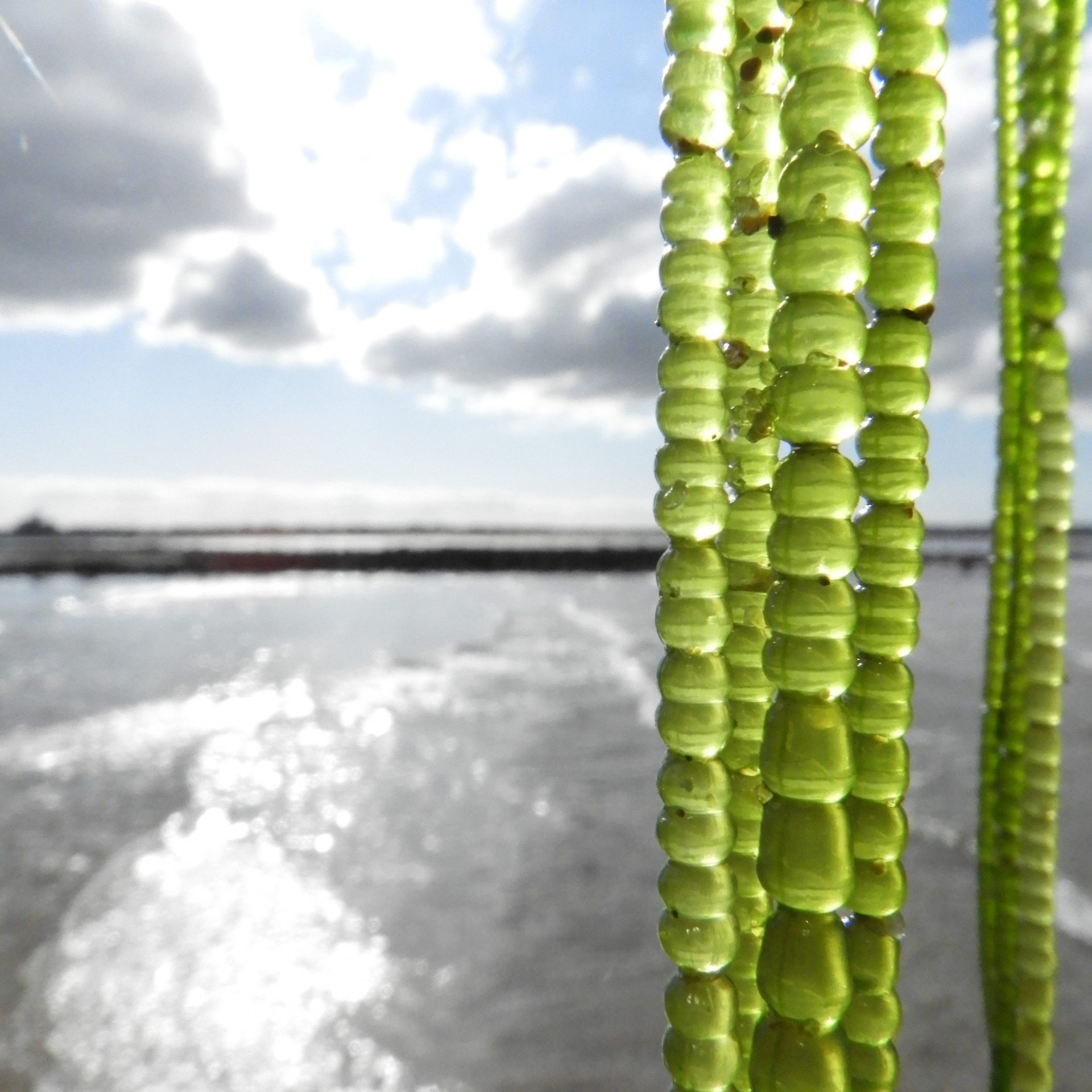 Algae – Darwin’s Bubbles – Barwon Bluff