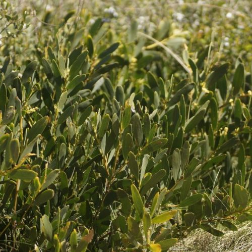 Plant – Coast Wattle – Barwon Bluff