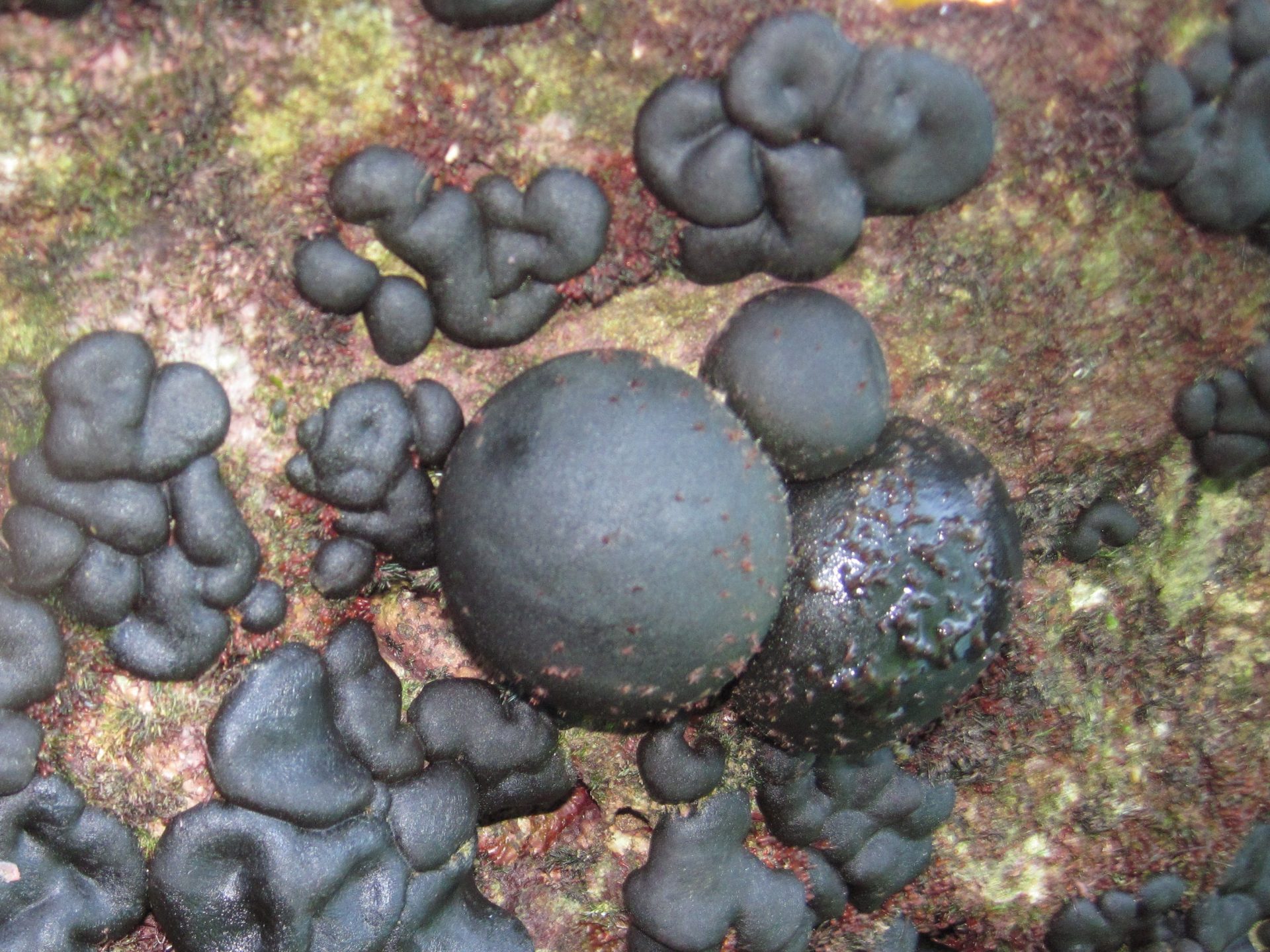 Algae – Sea Apple – Barwon Bluff