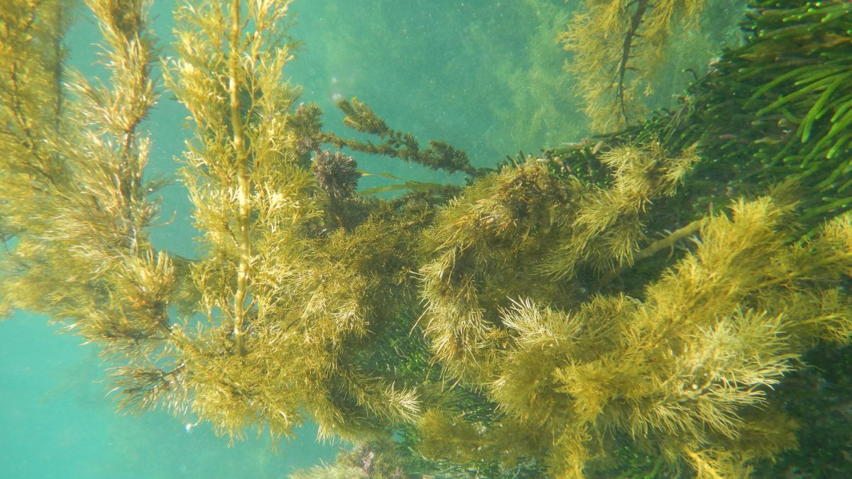 Algae – Open-branched Cystophora – Barwon Bluff