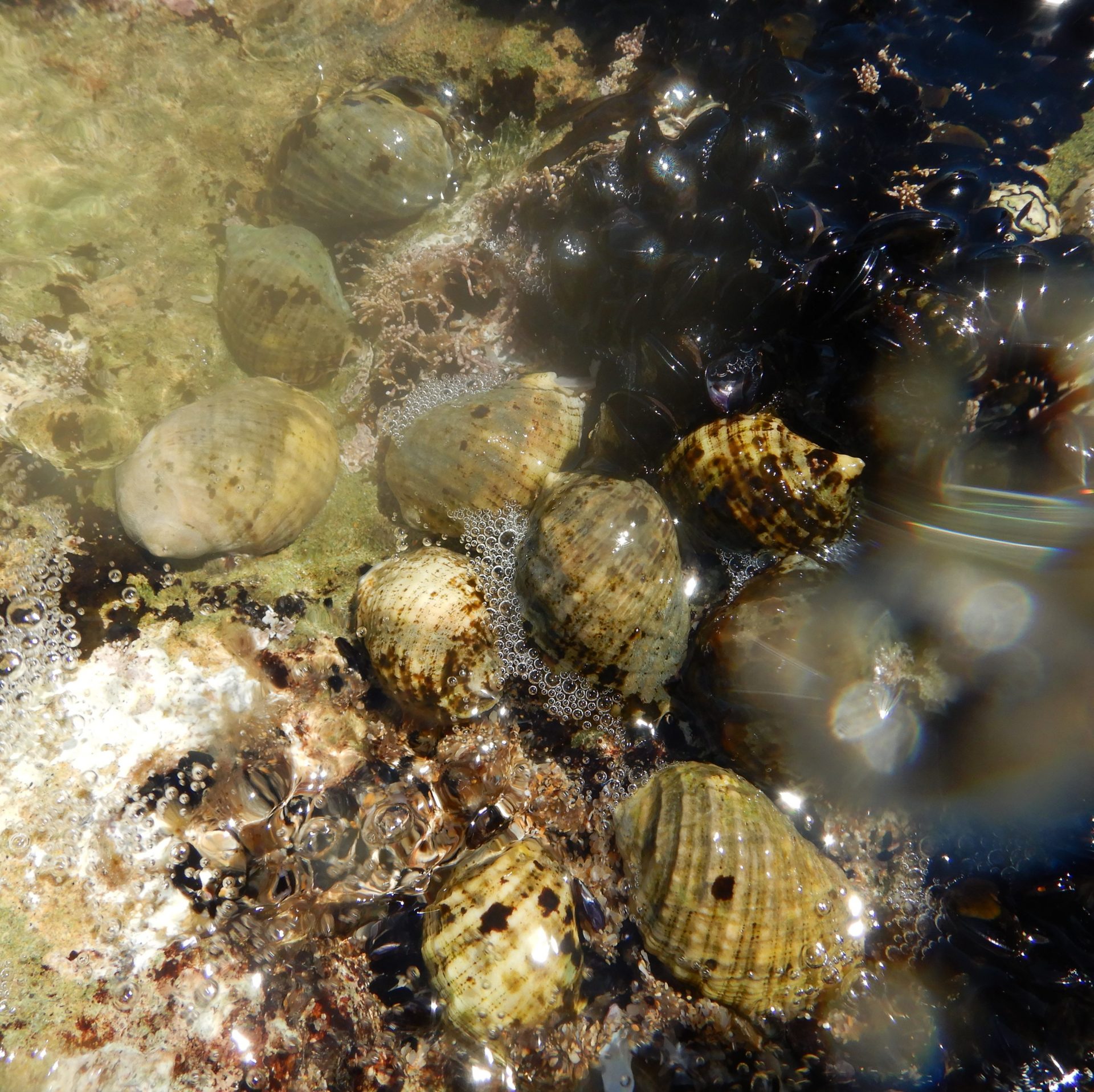 Molluscs – Cart-rut Shell – Barwon Bluff