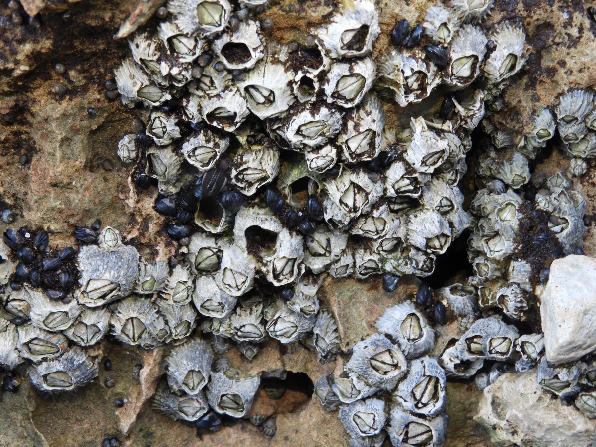 Arthropods – Honeycomb Barnacle – Barwon Bluff