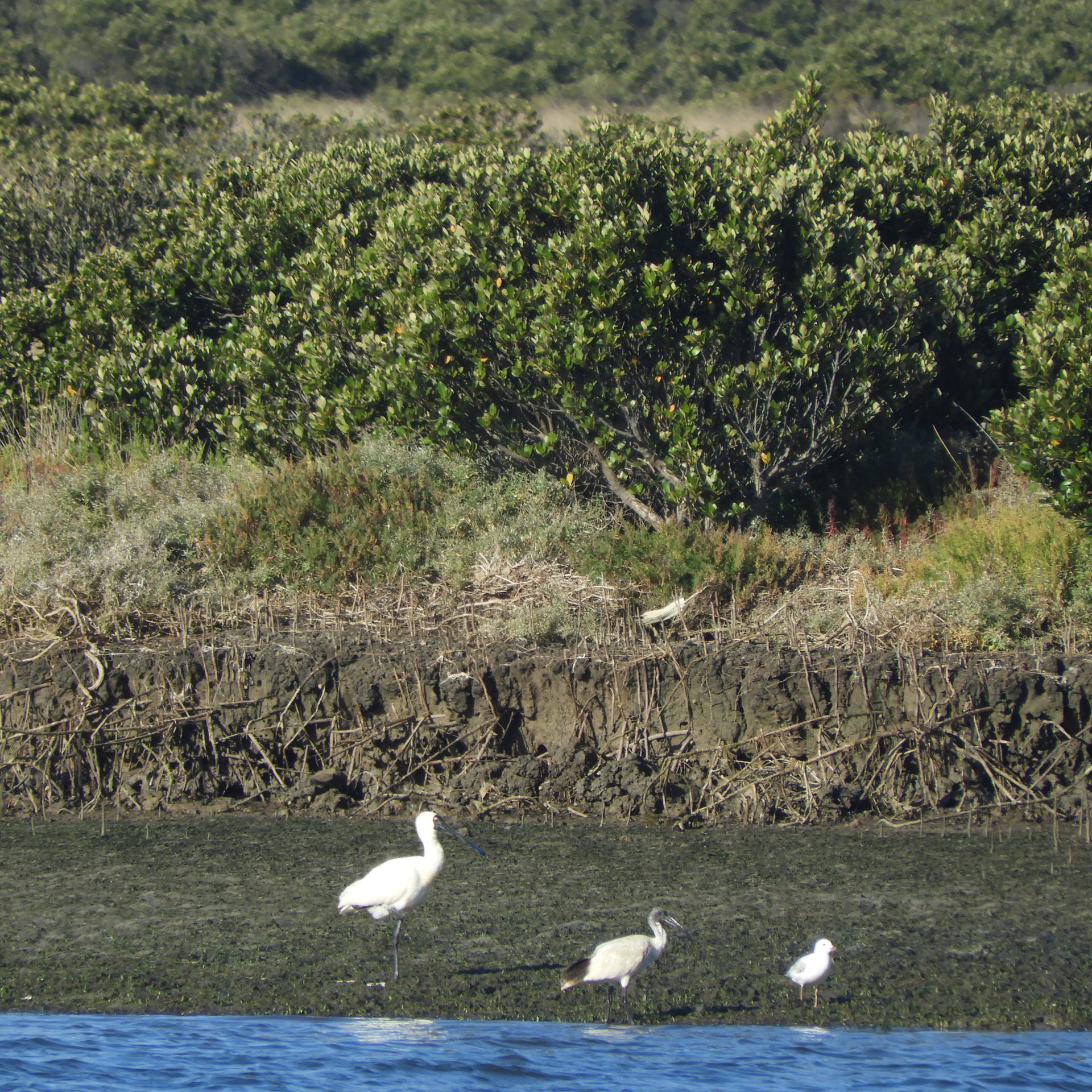 Estuary Habitats – Barwon Bluff