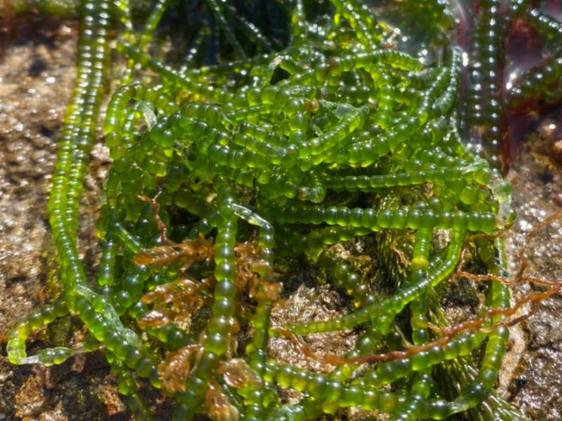 Algae – Darwin’s Bubbles – Barwon Bluff