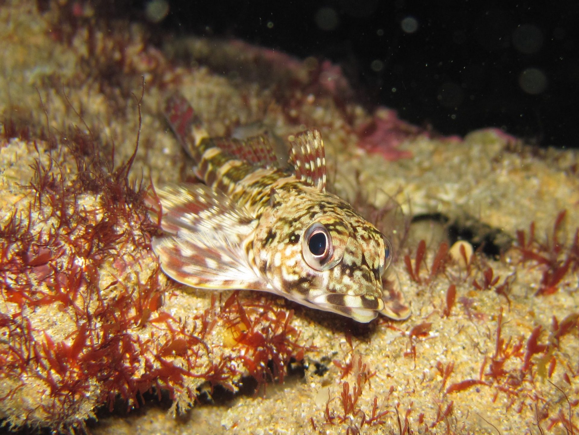 Fish – Dragonet – Barwon Bluff