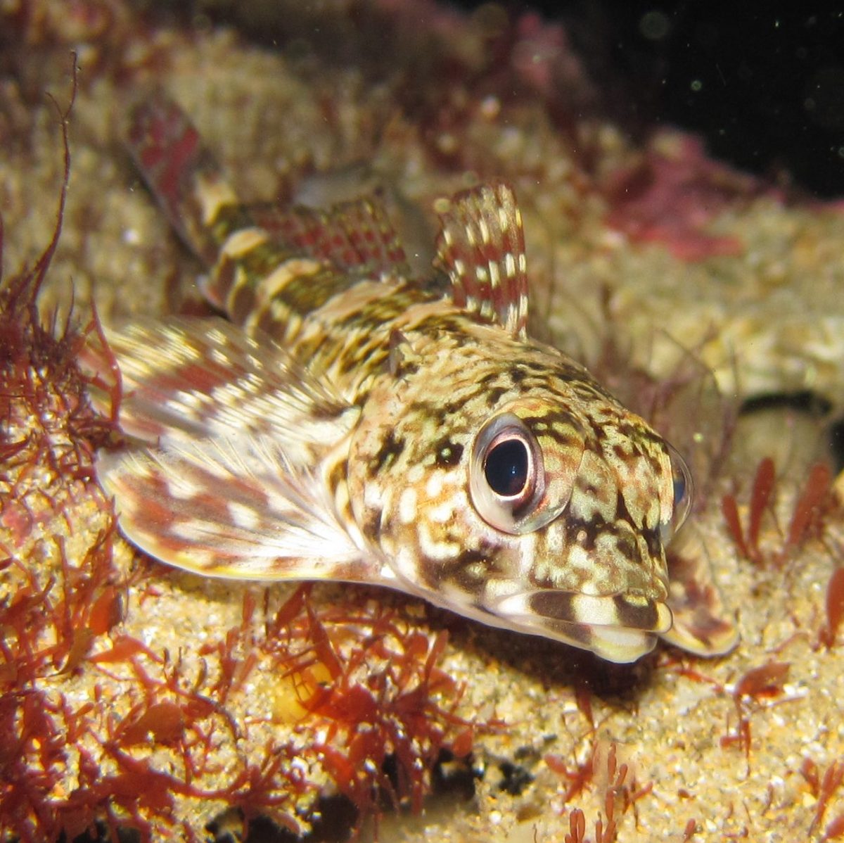 Fish, Sharks & Rays – Barwon Bluff