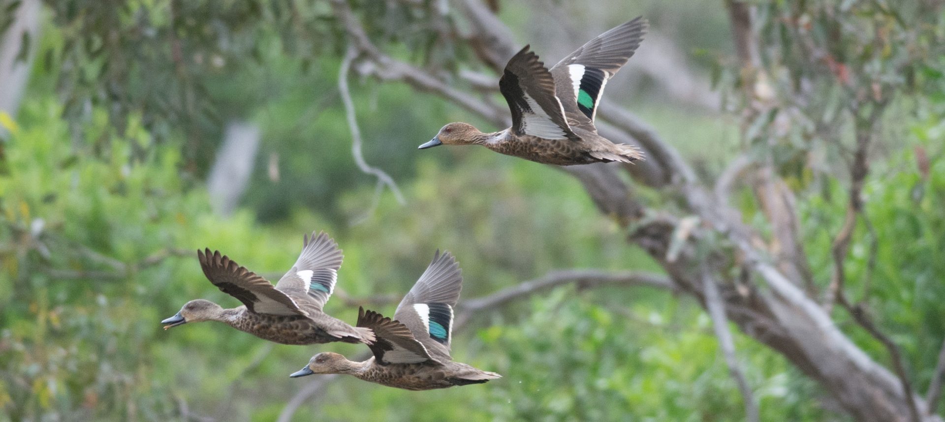Storybooks – Barwon Bluff