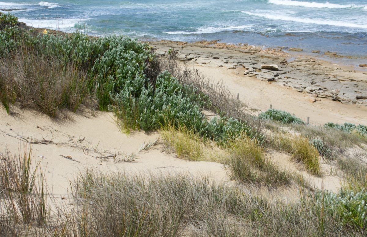 Friends of the Bluff – Barwon Bluff