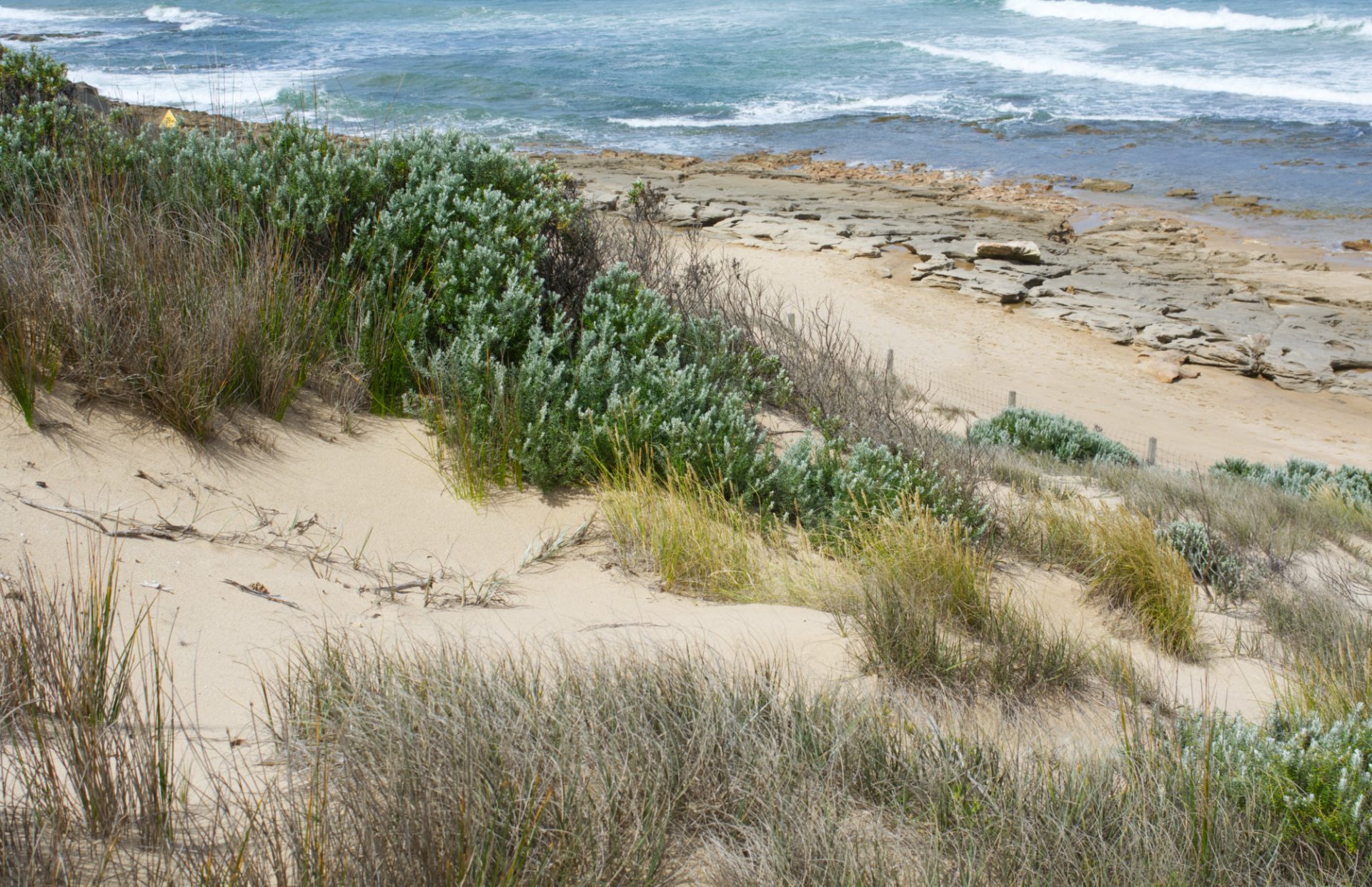 Friends of the Bluff – Barwon Bluff