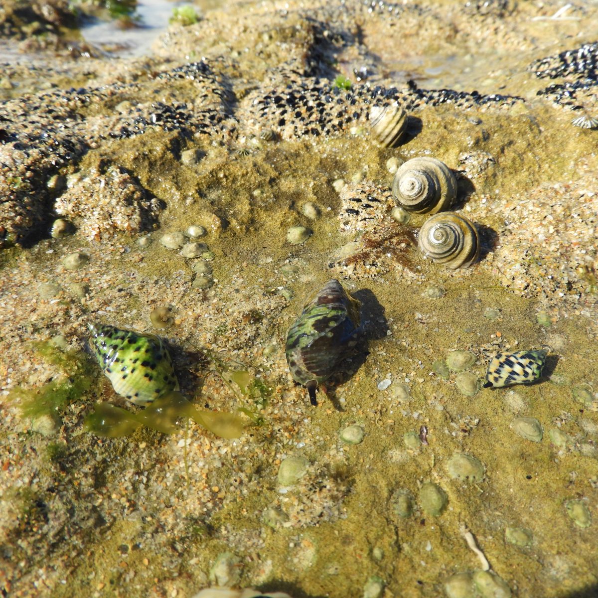 Molluscs – Lineated Cominella – Barwon Bluff