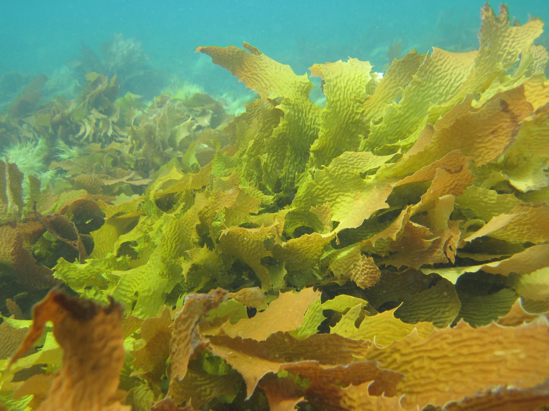 Algae – Golden Kelp – Barwon Bluff