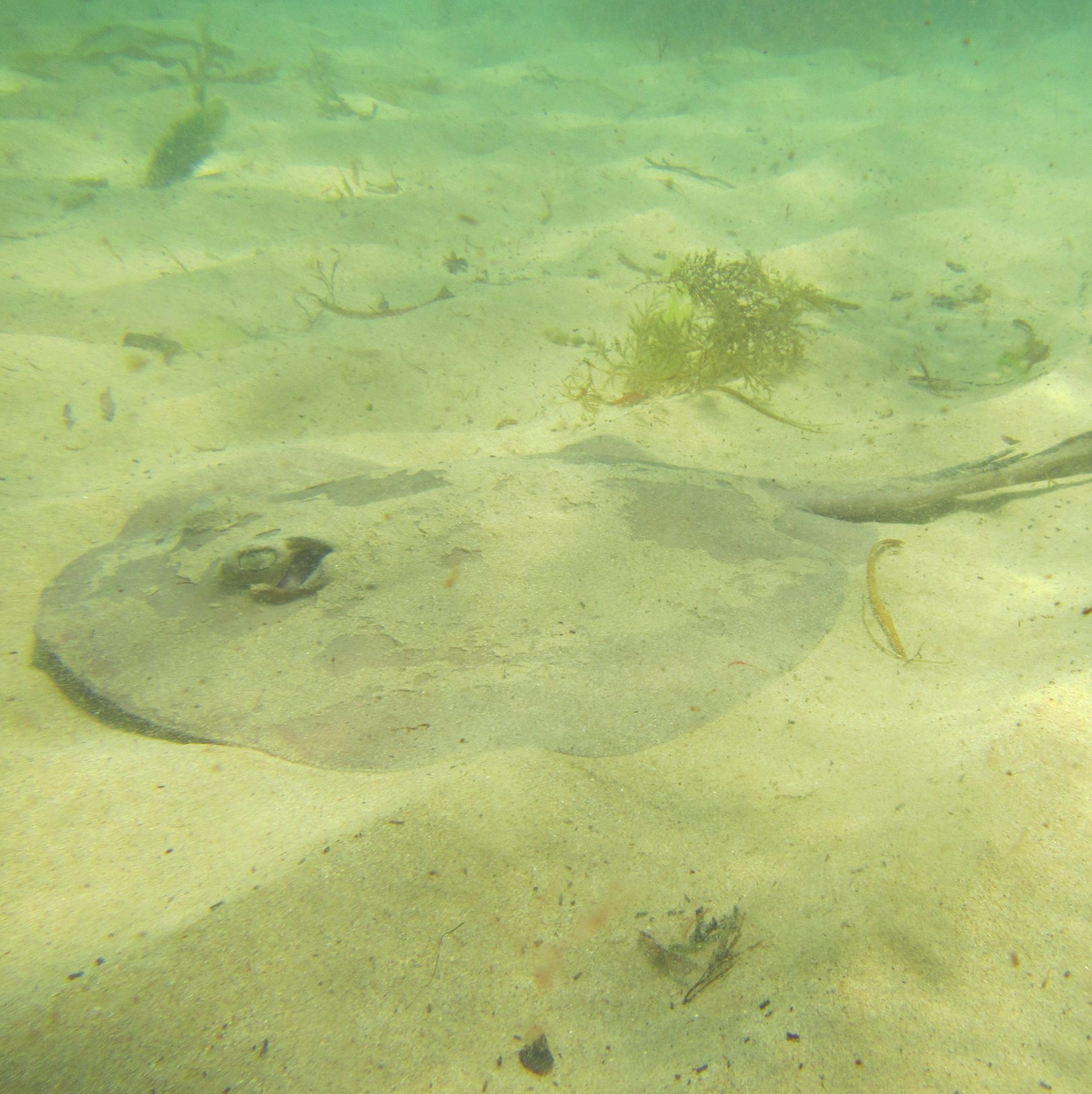 Fish – Eastern Shovelnose Stingaree – Barwon Bluff