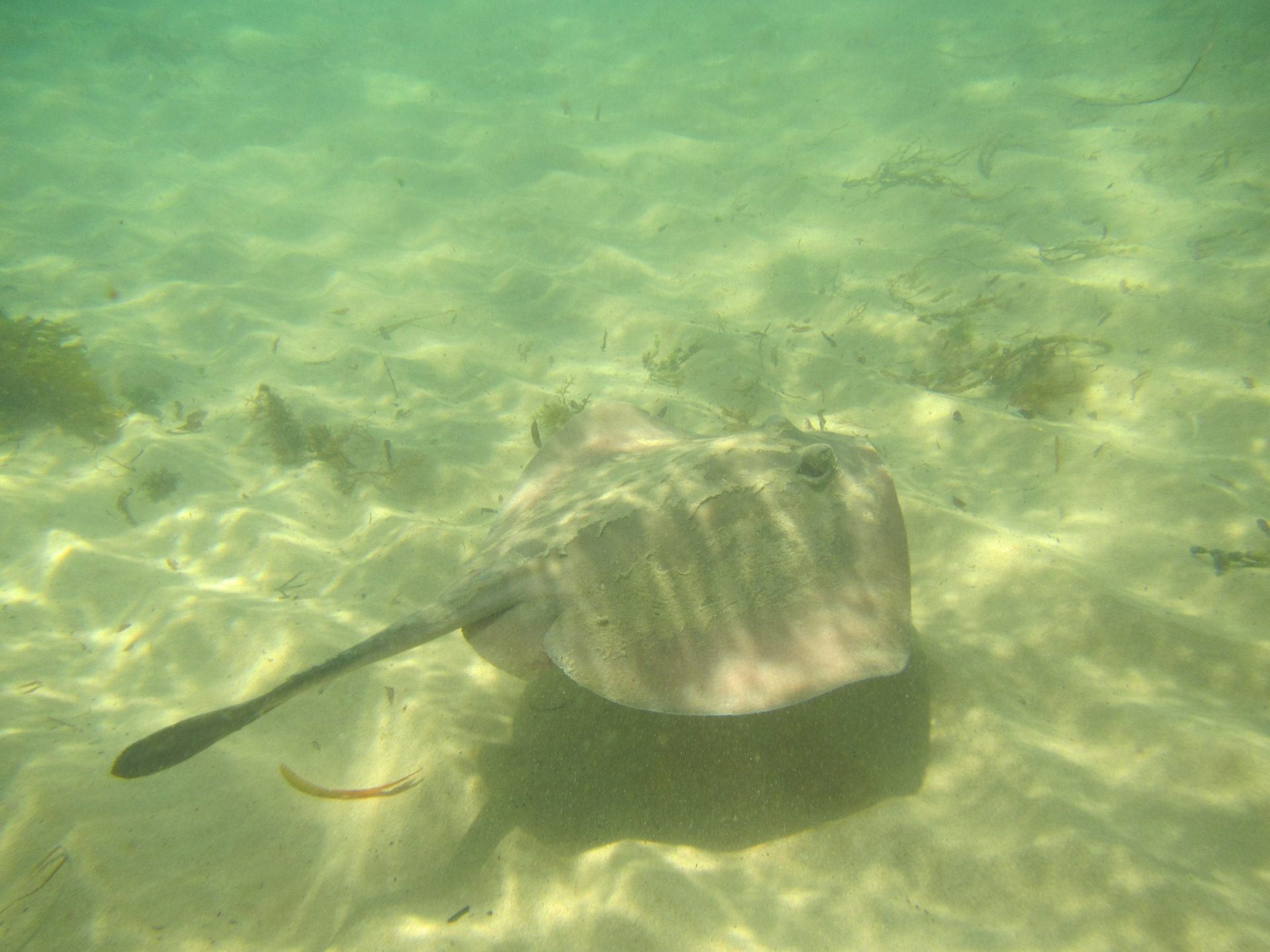 Fish – Eastern Shovelnose Stingaree – Barwon Bluff
