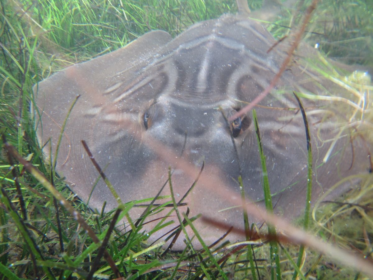 Fish – Banjo Shark – Barwon Bluff
