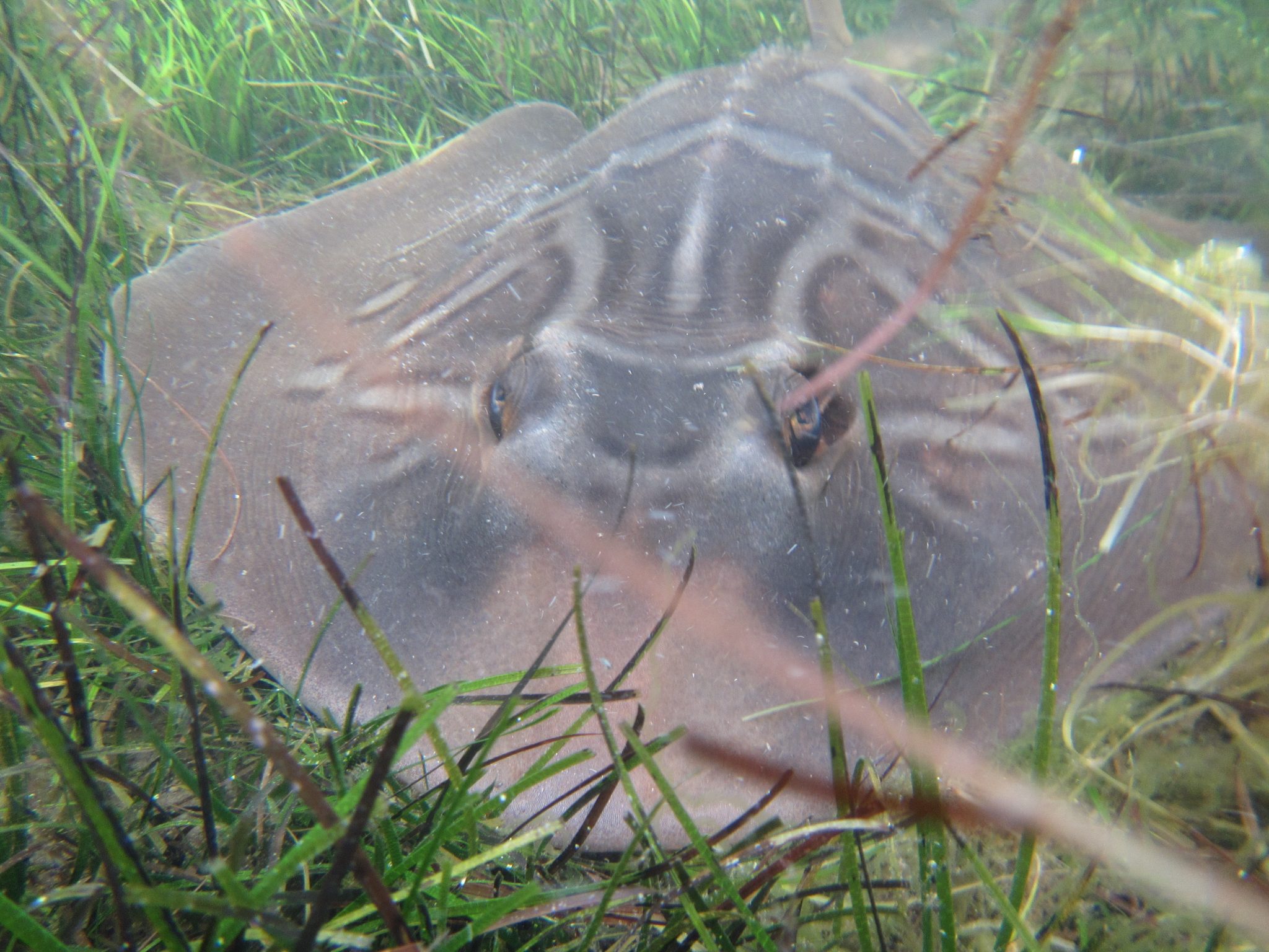 Fish – Banjo Shark – Barwon Bluff