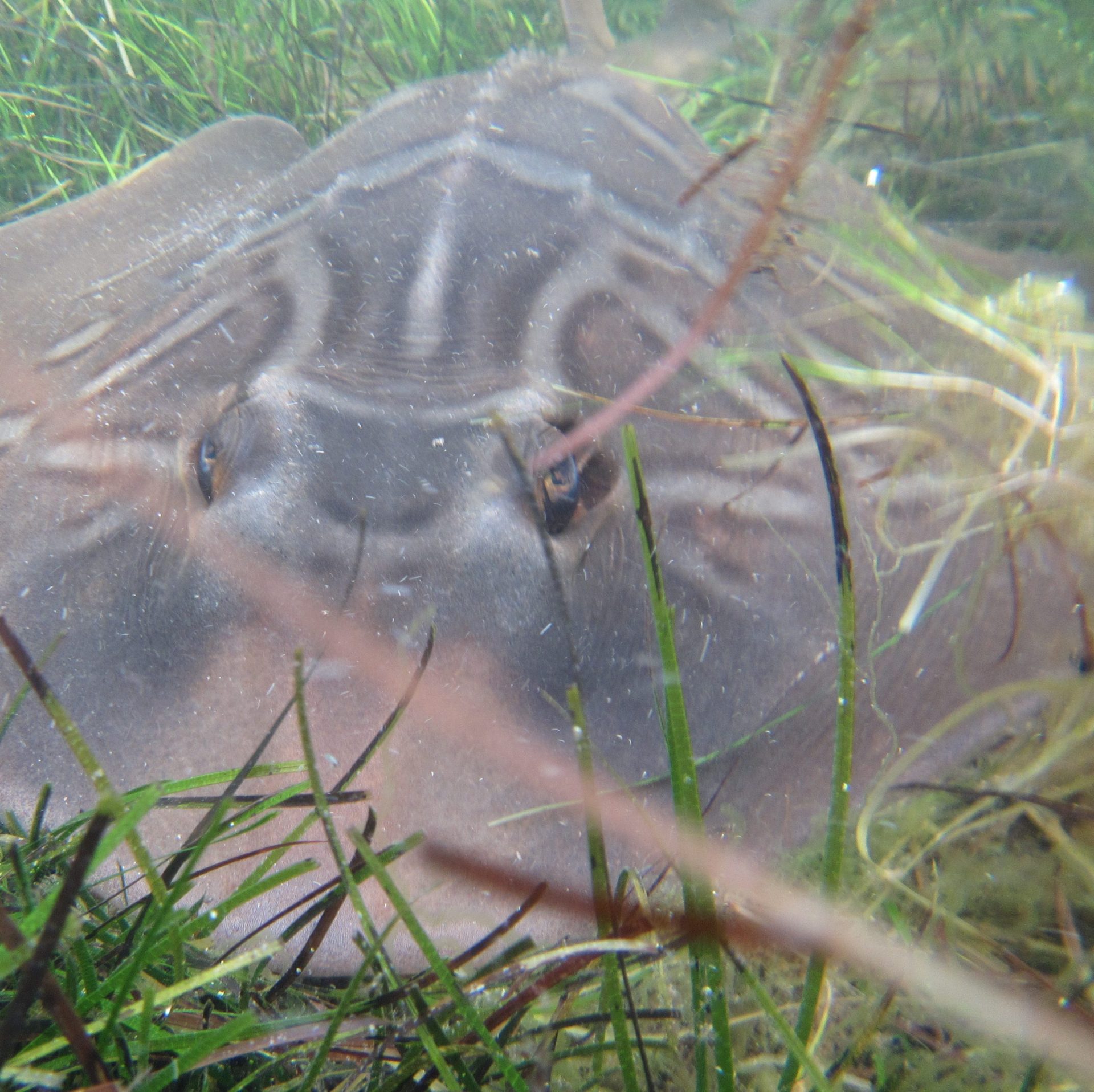 Estuary Habitats – Barwon Bluff
