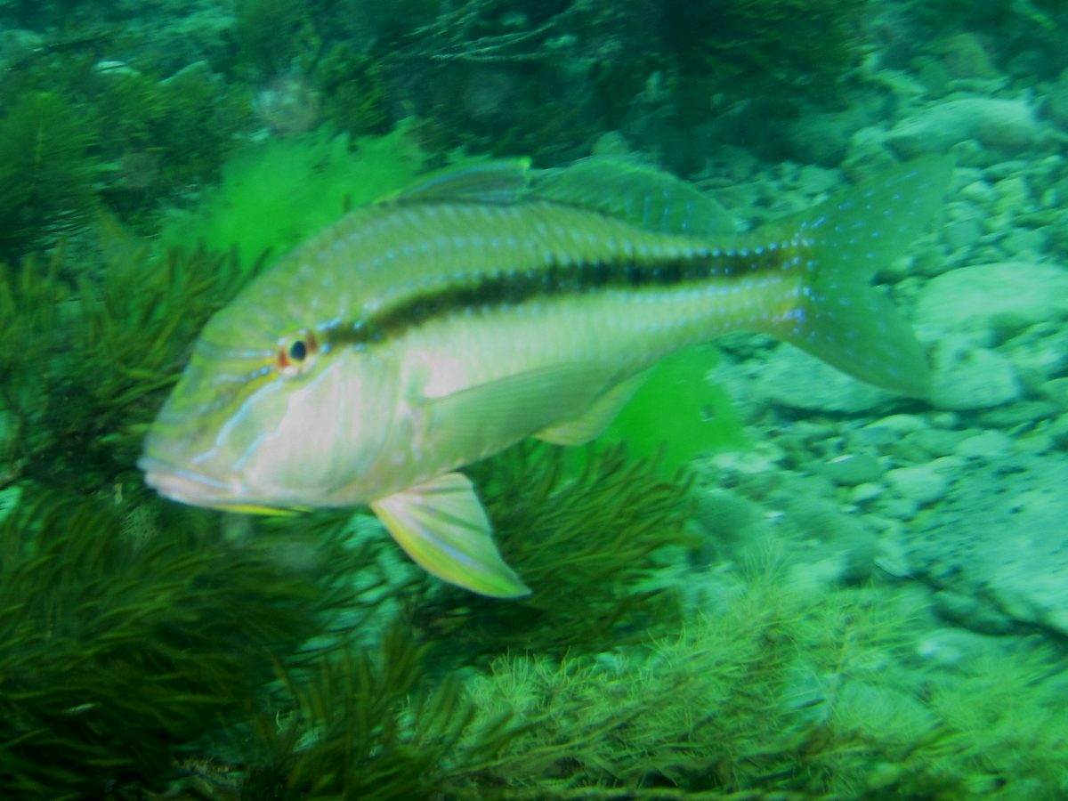 Fish – Southern Goatfish – Barwon Bluff