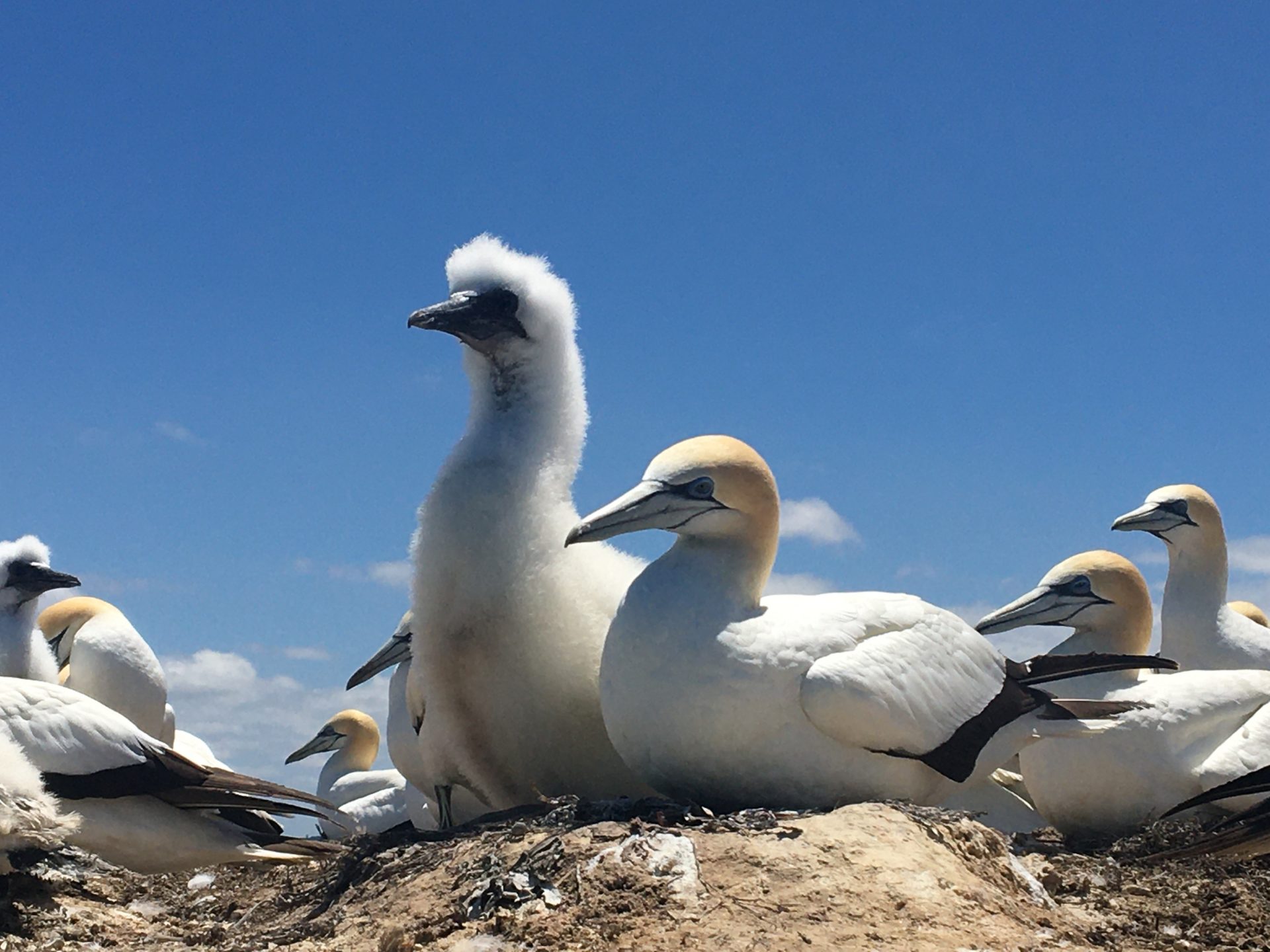 Online Activities – Barwon Bluff