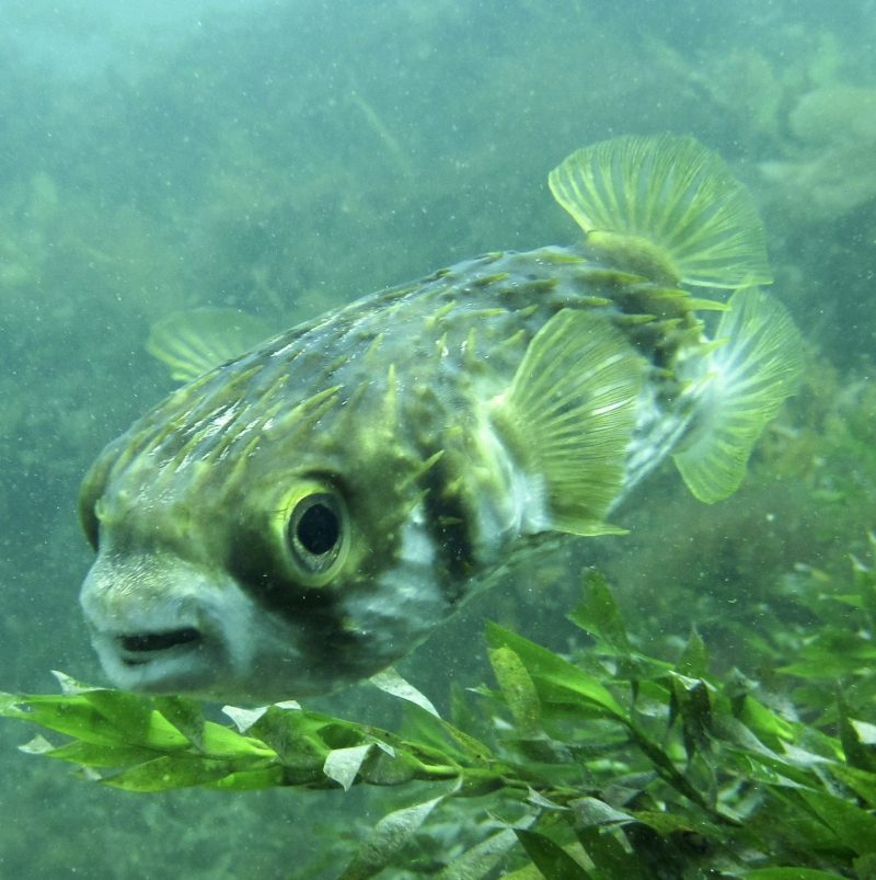 Fish, Sharks & Rays – Barwon Bluff