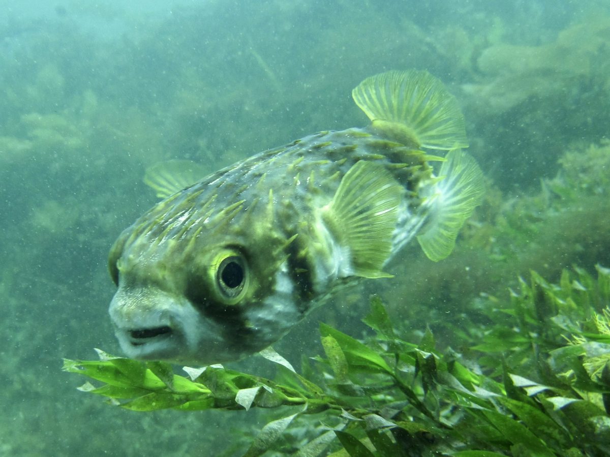 Fish – Globefish – Barwon Bluff