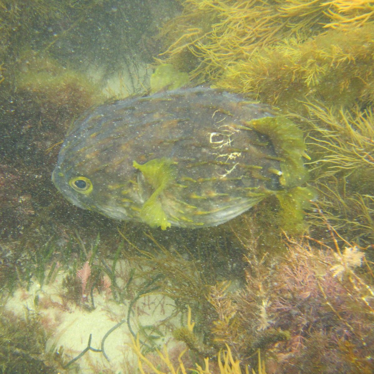 Fish – Globefish – Barwon Bluff