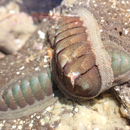 Molluscs – Barwon Bluff