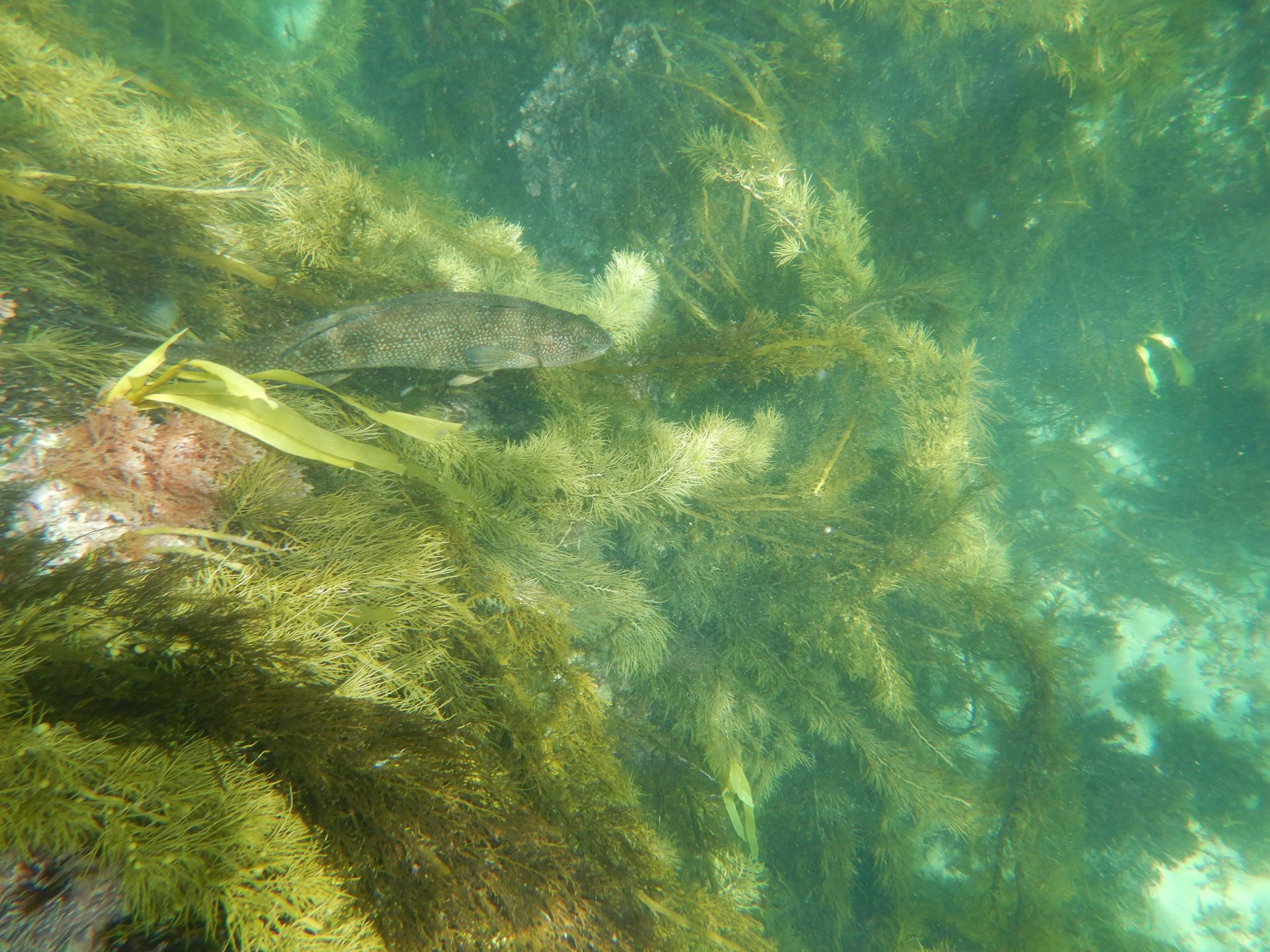 Fish – Herring Kale – Barwon Bluff