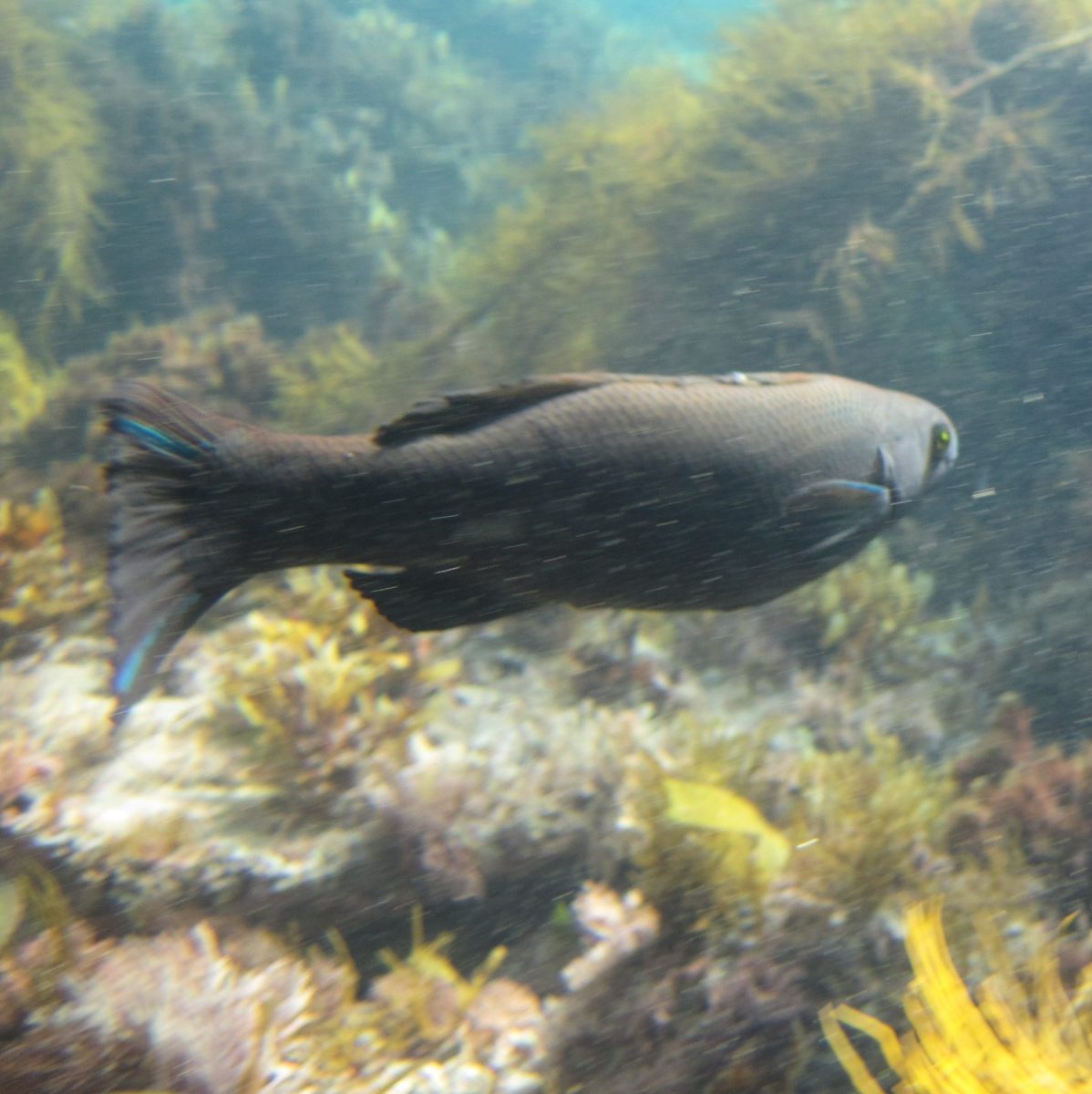 Fish – Herring Kale – Barwon Bluff