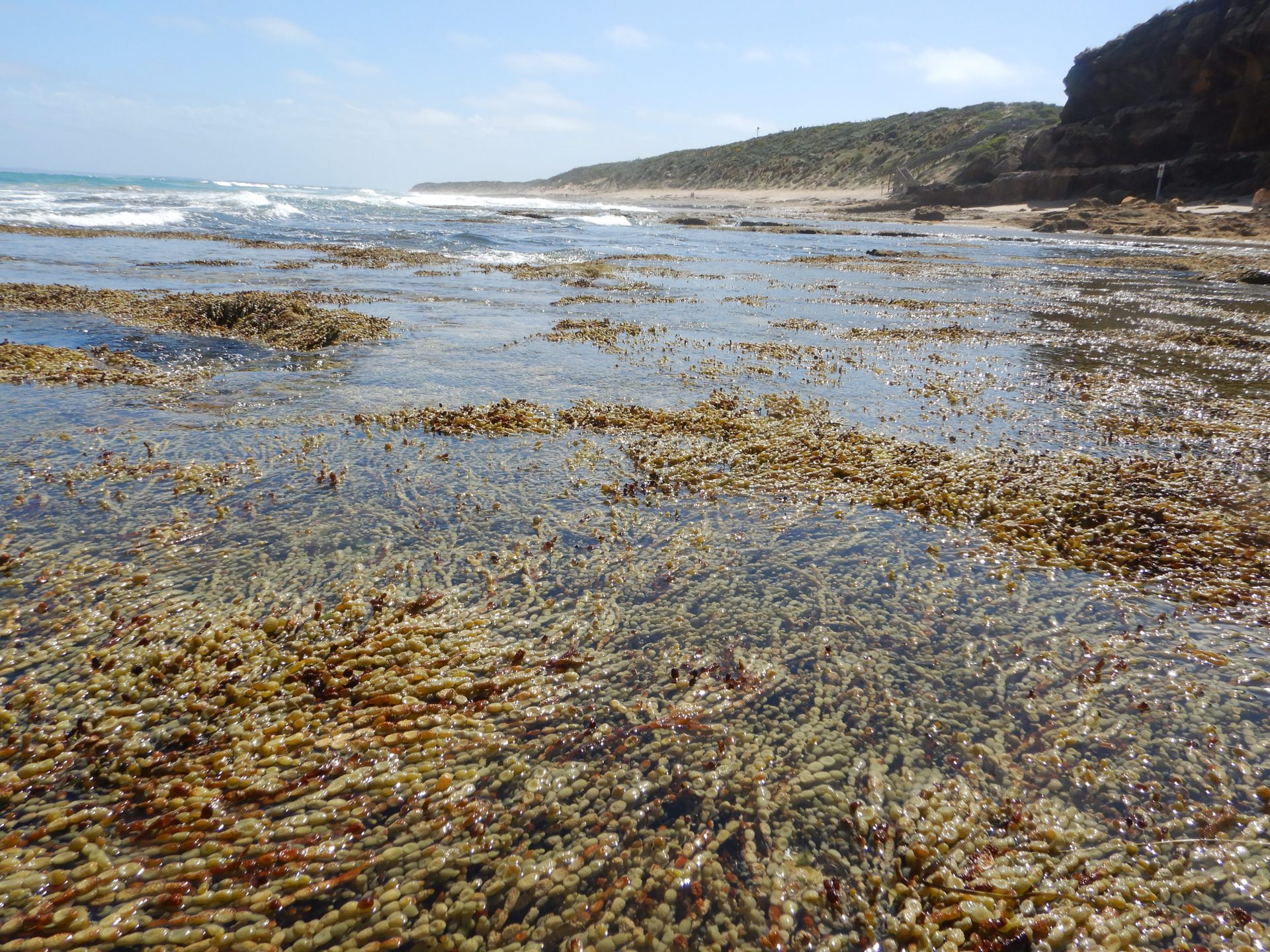 Algae – Neptune’s Necklace – Barwon Bluff