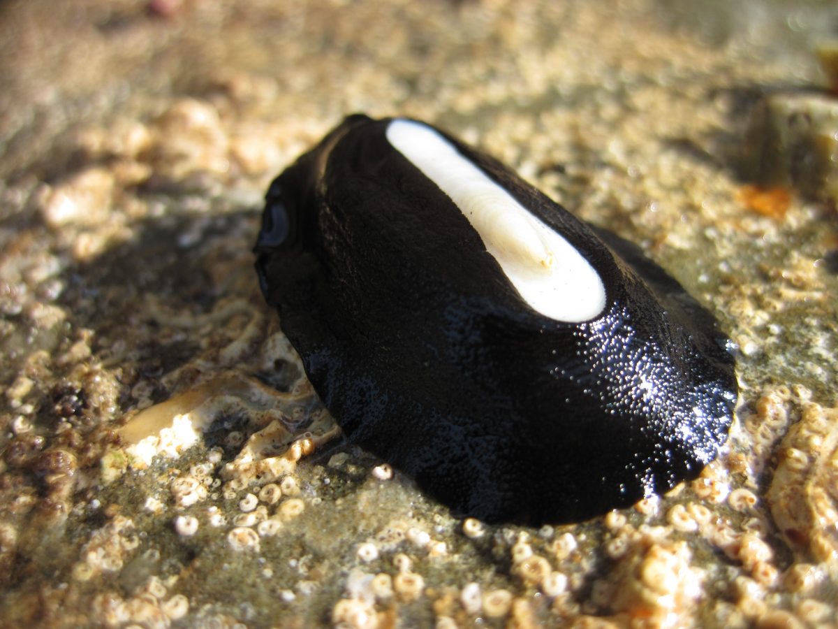 Molluscs – Elephant Snail – Barwon Bluff