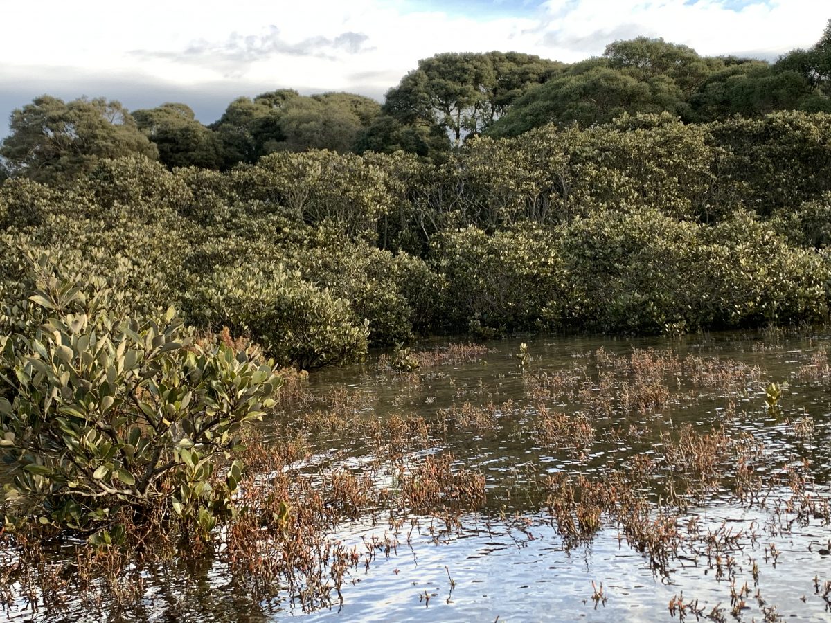 Plant – Grey Mangrove – Barwon Bluff
