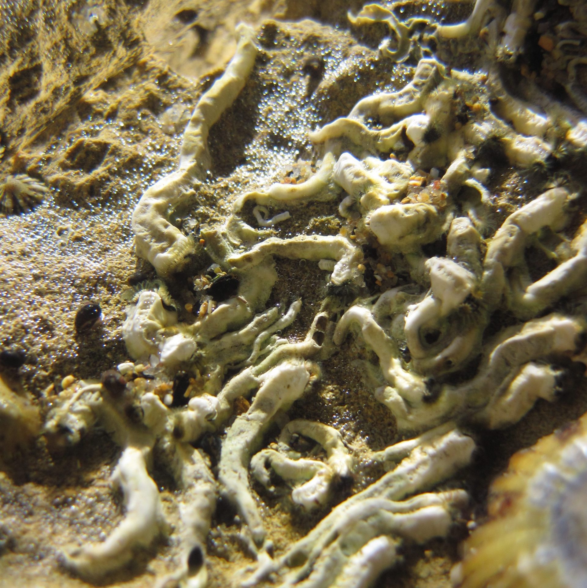 Worms – Tube Worm – Barwon Bluff