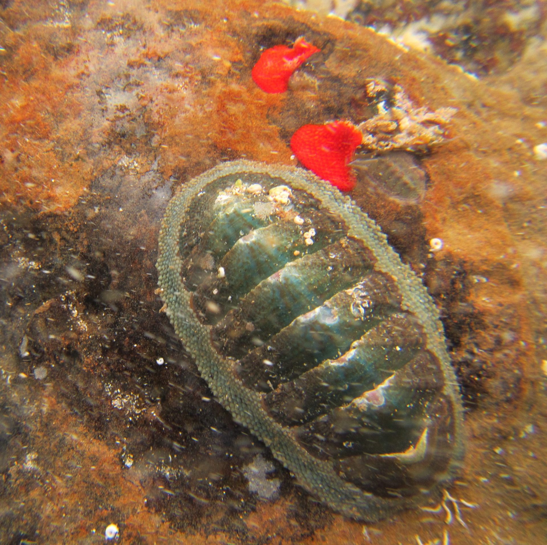 Molluscs – Green Chiton – Barwon Bluff