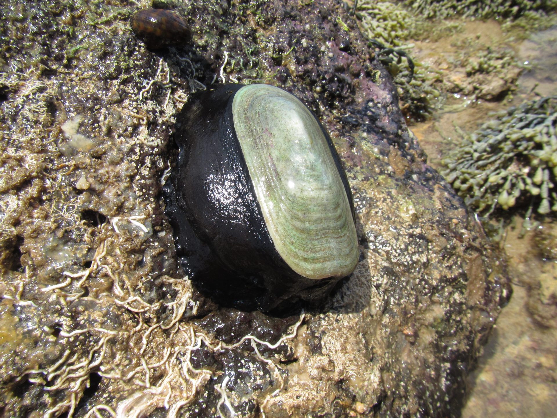 Molluscs – Elephant Snail – Barwon Bluff