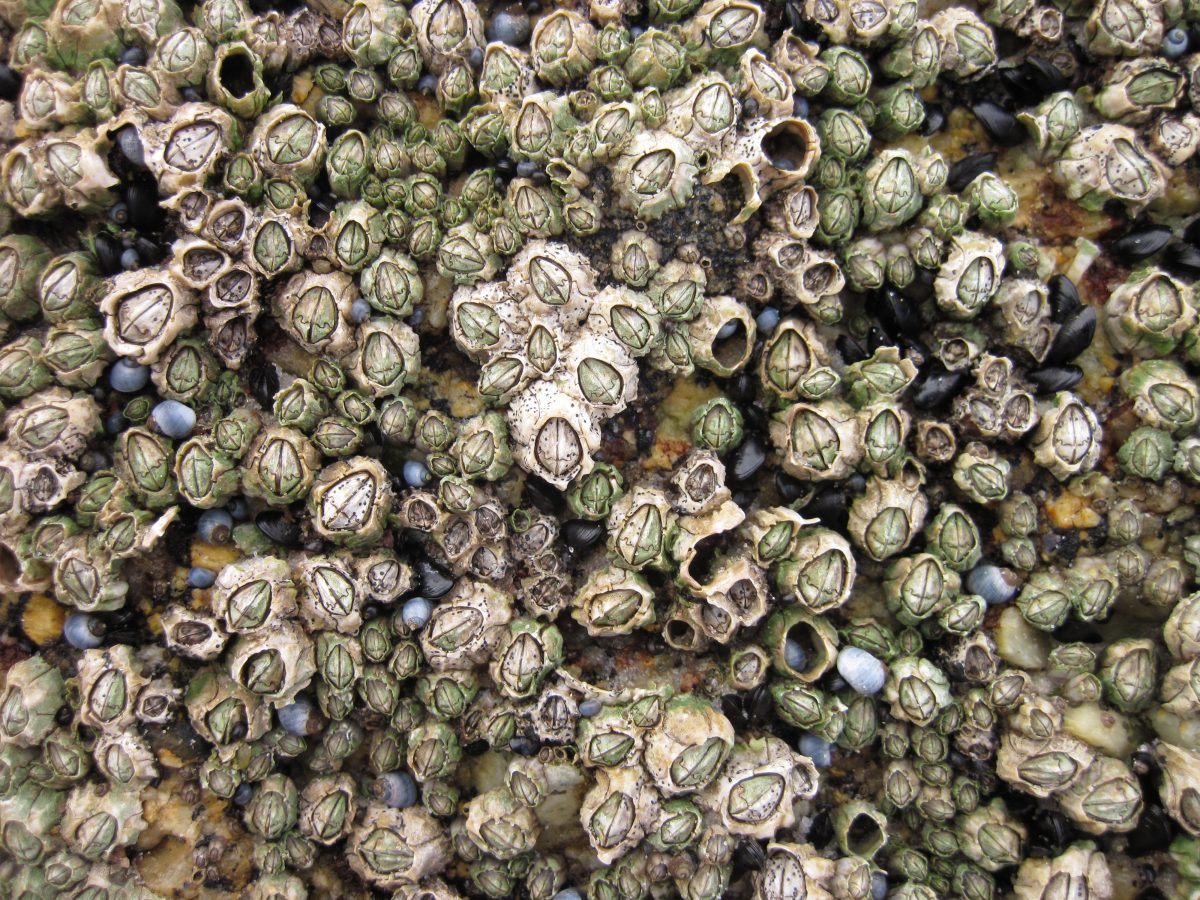 Arthropods – Six-plated Barnacle – Barwon Bluff