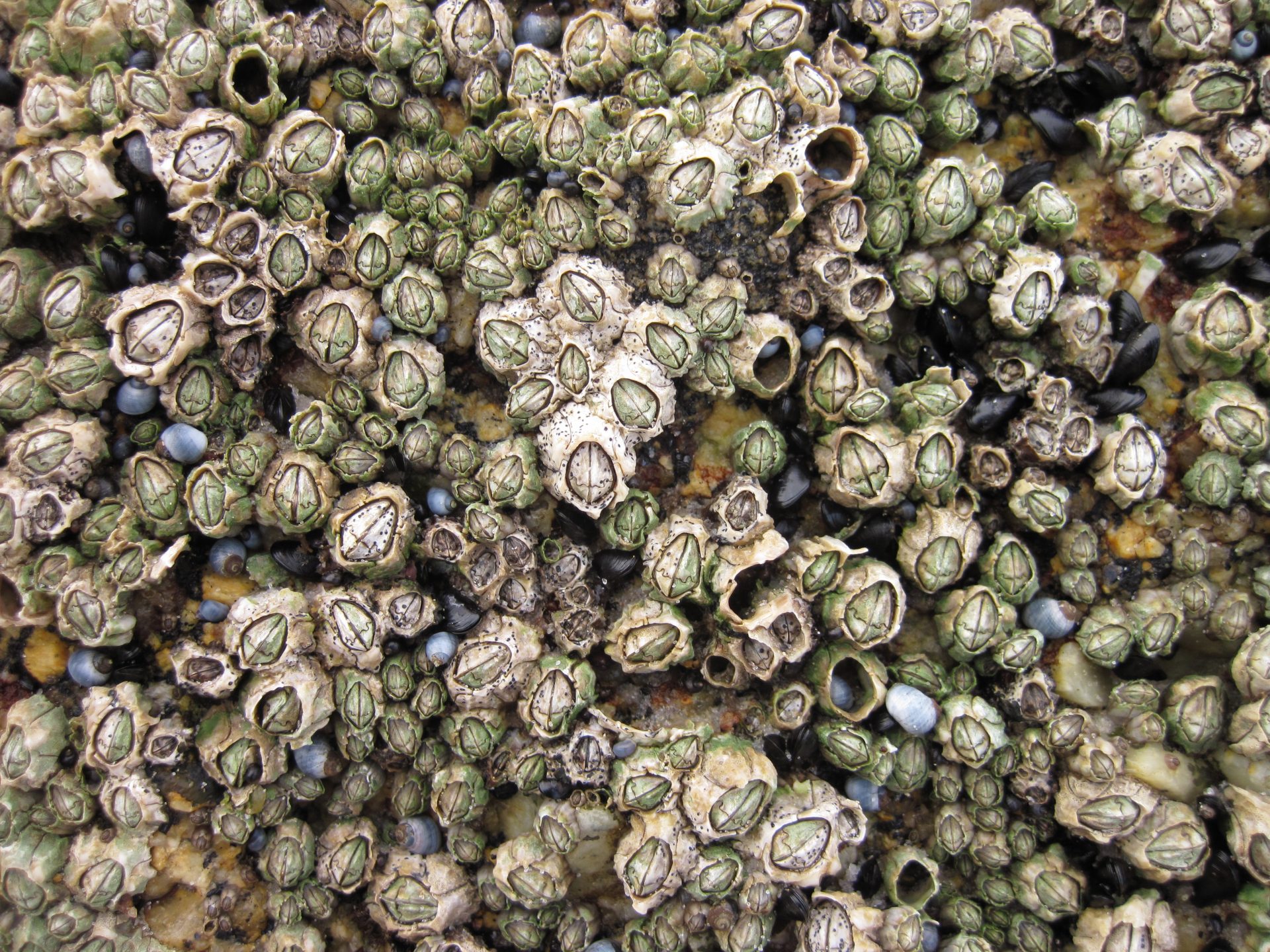 Arthropods – Six-plated Barnacle – Barwon Bluff