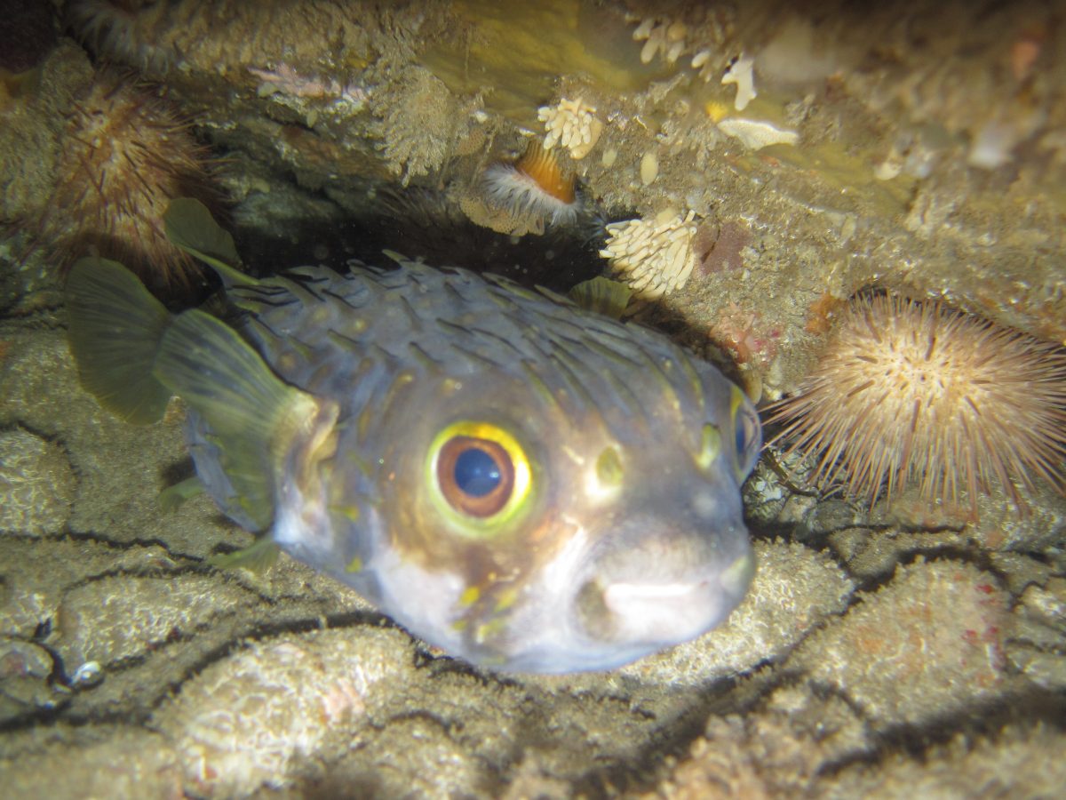 Fish – Globefish – Barwon Bluff