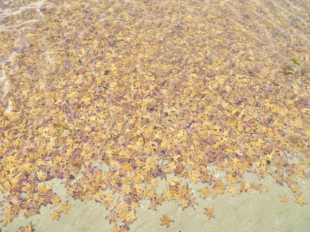 Pest – Northern Pacific Seastar – Barwon Bluff